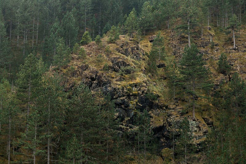 Mountain Side Forest Picture. Image: 99940224