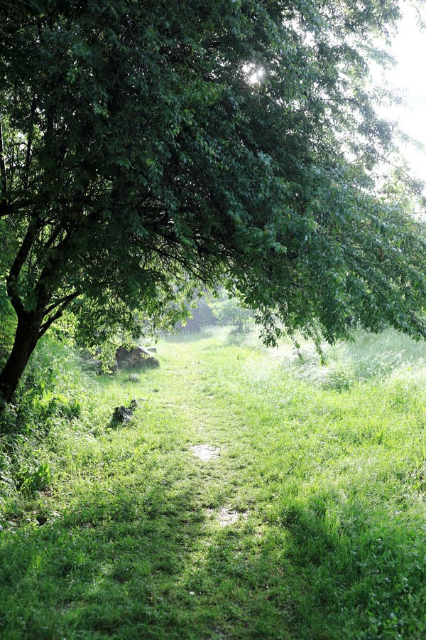 View of Forest Path after Rain Stock Image - Image of park, nature ...