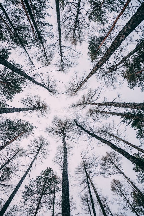 The View from the Forest Right into the Sky. Stock Image - Image of ...