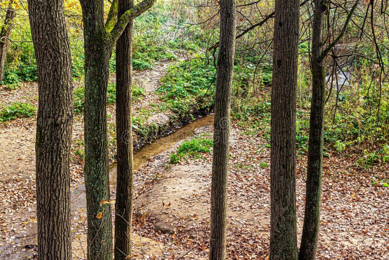 View of a Forest Stream through the Trunks of Trees in the Park Stock ...