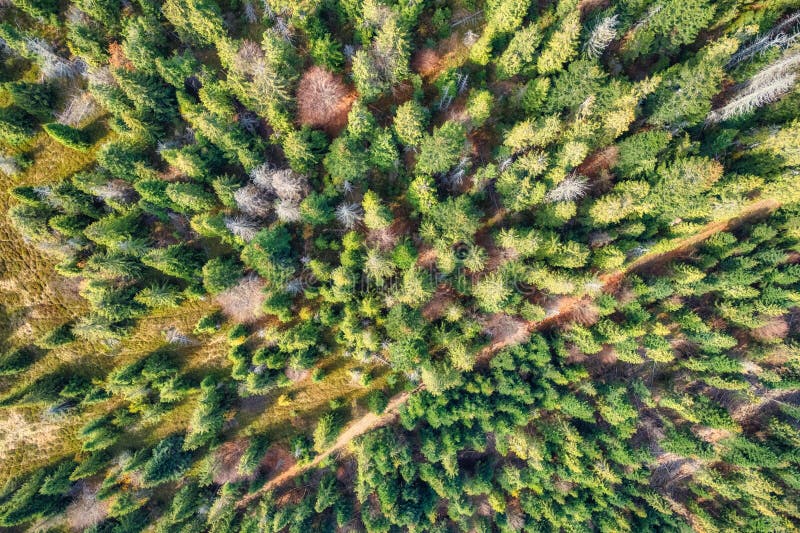 View of the Forest with a Stunning Perspective of the Dense Forest ...