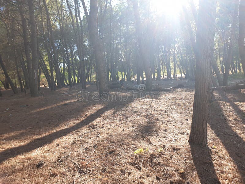 View of a Forest with the Sun& X27;s Rays Filtering through the Trees ...