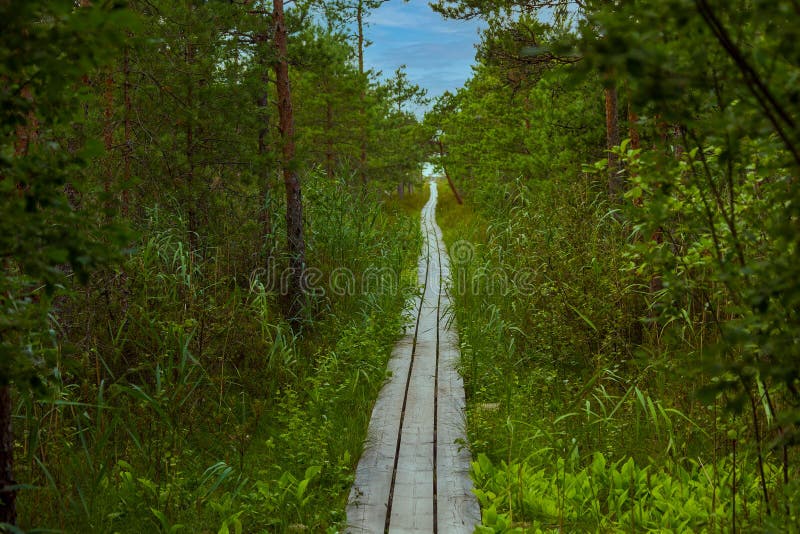 Swamp footpath view stock image. Image of tourism, grass - 225215585
