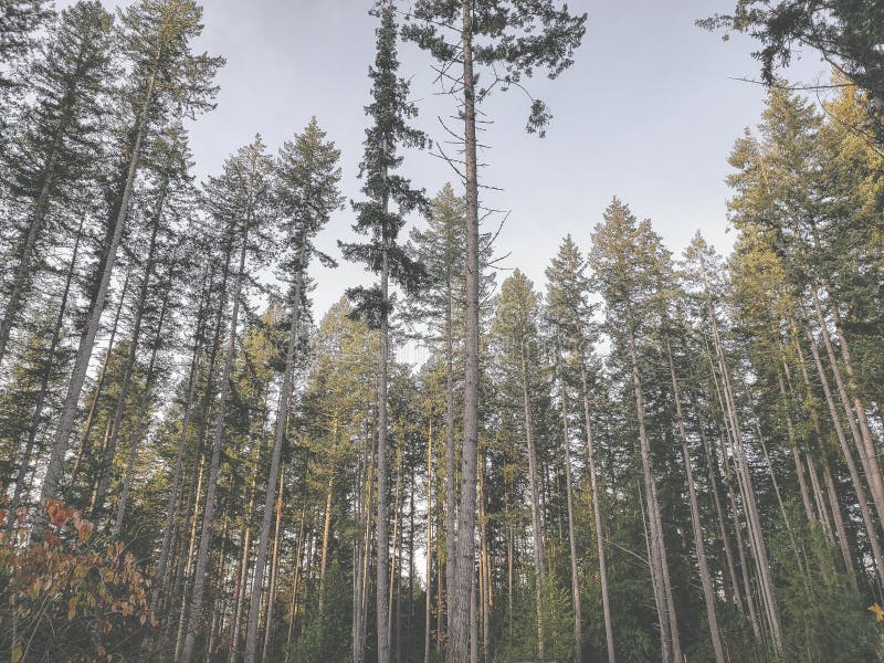 Tall canopy stock photo. Image of hiking, fade, oregon - 174167058