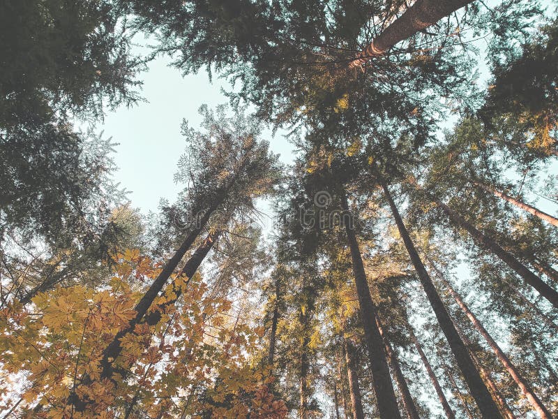 Tall canopy stock image. Image of filter, fall, lake - 174167063