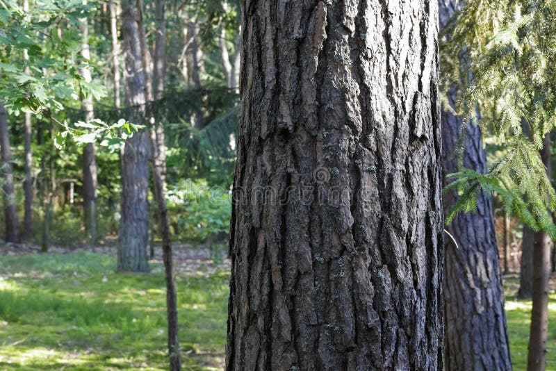 View of the Forest and a Thick Tree Trunk Stock Image - Image of ...