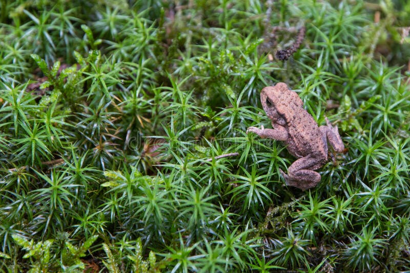 Forest Toad Sitting on Moss Stock Photo - Image of small, wildlife ...