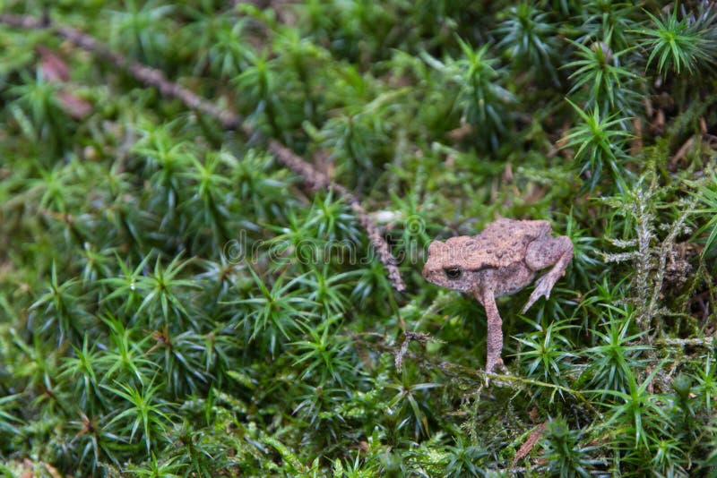 Forest Toad Sitting on Moss Stock Photo - Image of prince, forest ...
