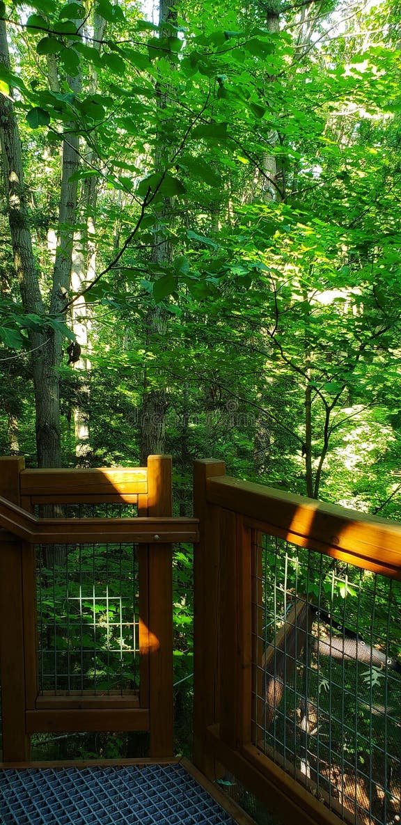 View of the Forest from the Holden Arboretum in Kirtland, Ohio Stock ...
