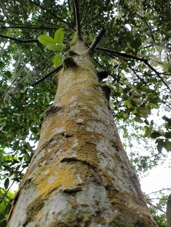 View of a Forest Tree from Below Stock Image - Image of nature, branch ...