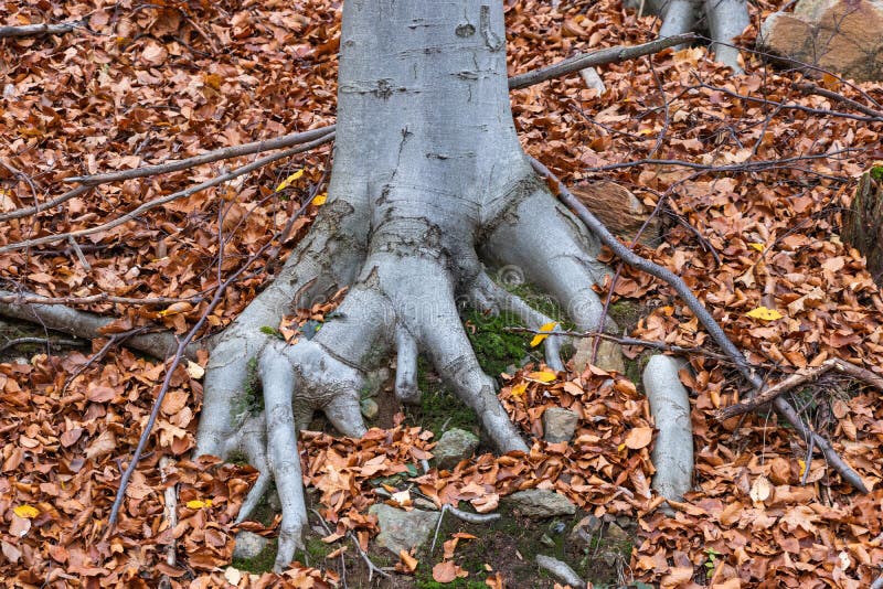 The Roots of a Fallen Tree in a Forest Stock Photo - Image of lofty ...