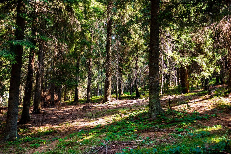 View through Forest Trees, Sunlights Over the Mountain Forest Details ...