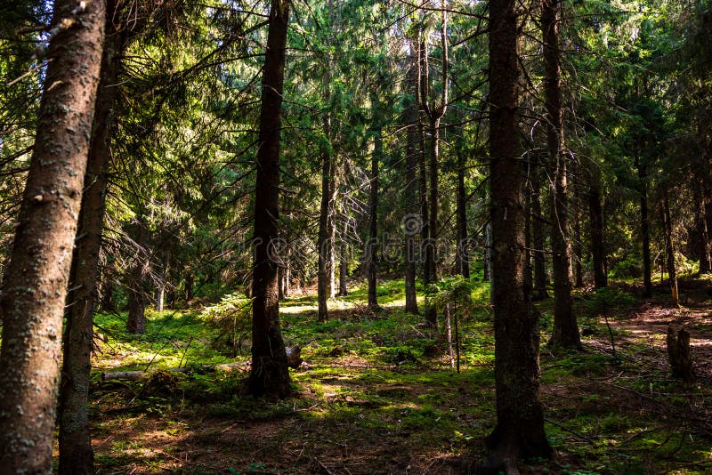 View through Forest Trees, Sunlights Over the Mountain Forest Details ...