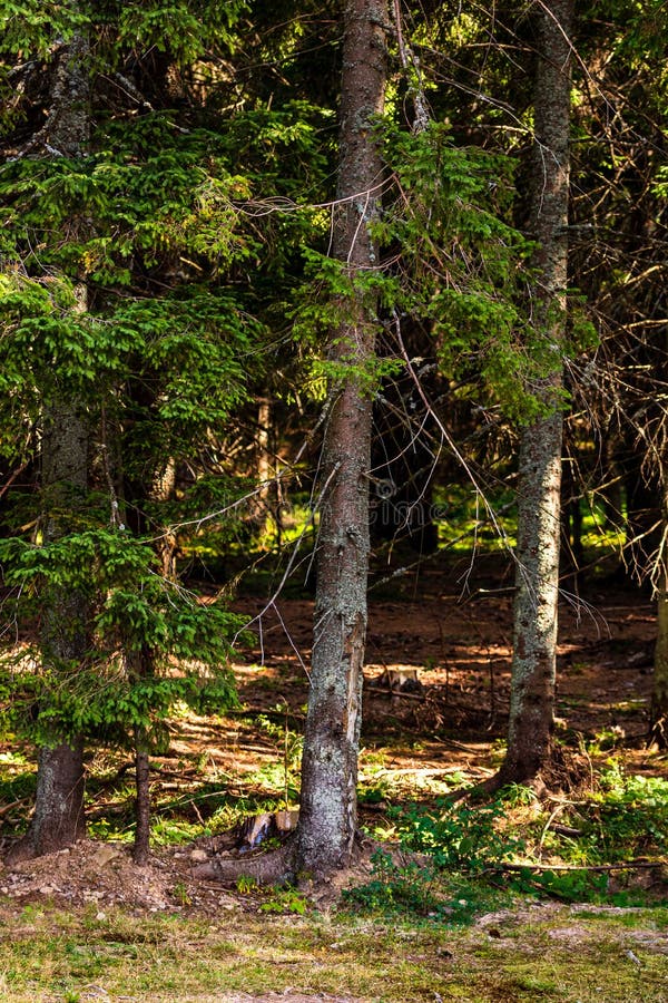 View through Forest Trees, Sunlights Over the Mountain Forest Details ...