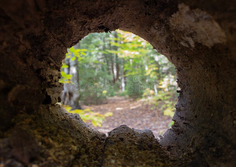 View of Forest Trough a Holed Tree. Stock Image - Image of autumn, hole ...