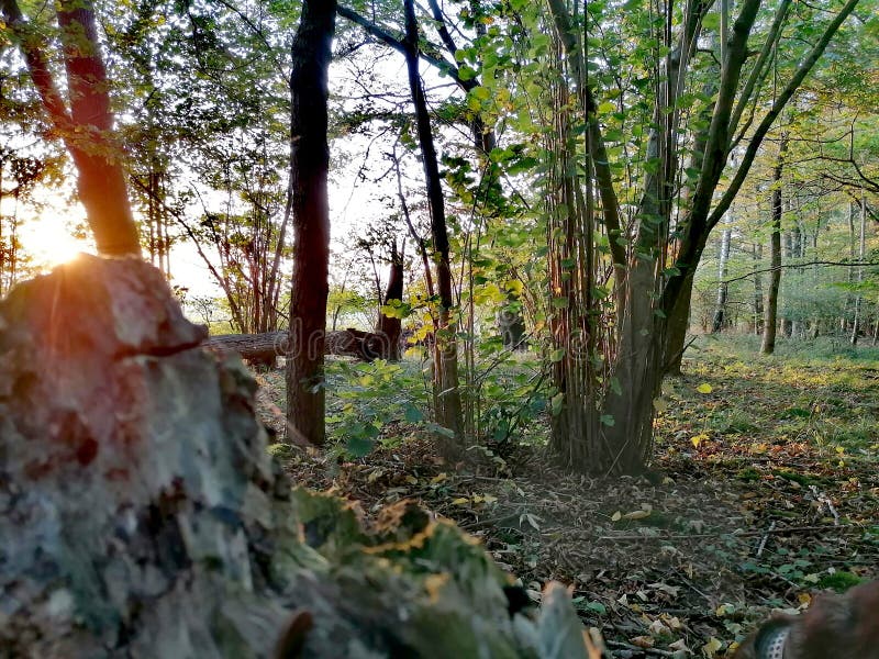 View in the forest stock photo. Image of sunset, forest - 161626576