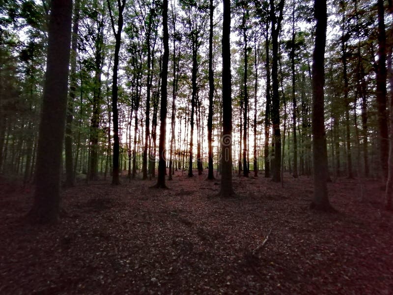 View in the forest stock photo. Image of leaf, sunset - 161907294
