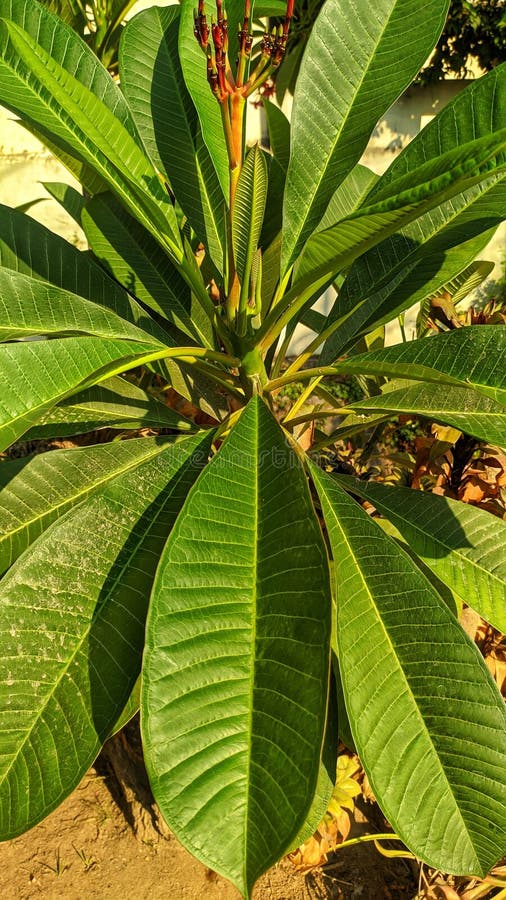 View of Frangipani Tree Leaves Stock Photo - Image of tree, branch ...