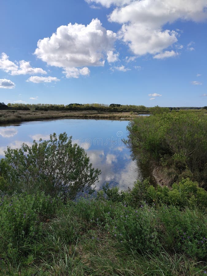 View of a french swamp stock image. Image of swan, beautiful - 195243055