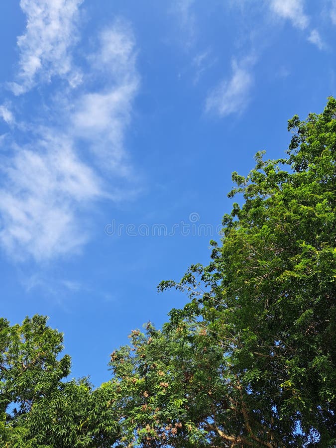 This is View of Fresh Clean Nature Environment with Trees Stock Photo ...