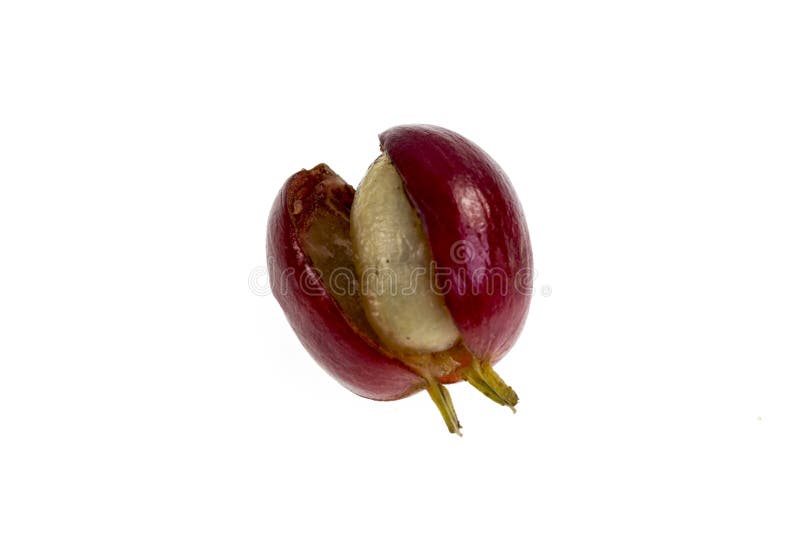 Coffee Cherry Fruit Anatomy Stock Image - Image of mucilage, skin ...