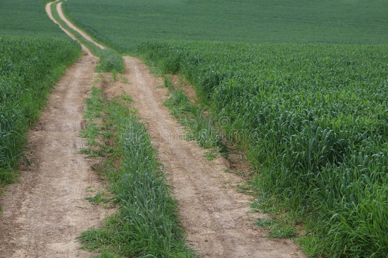 View of Fresh Grass and Road in the Field. Freedom and Renewal Concept ...