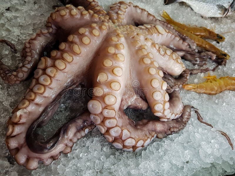 Fresh octopus on ice stock image. Image of delicious - 100860429