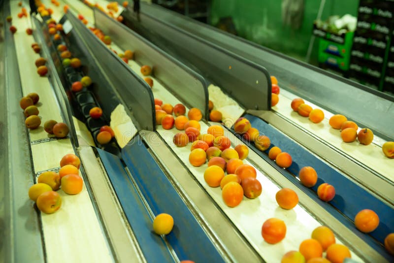 Apricots on sorting line stock image. Image of nature - 243732099