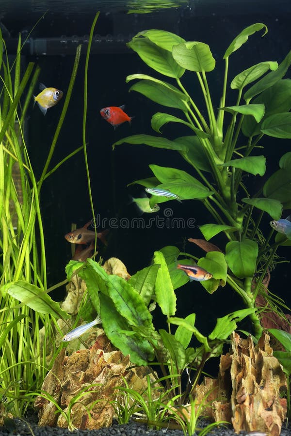View of Freshwater Aquarium with Tropical Fish and Water Plants Stock ...