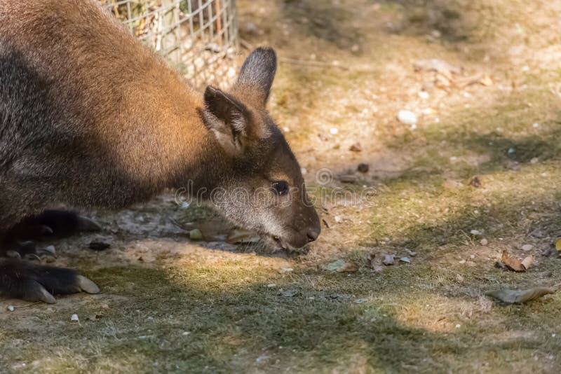 View of the Front of the Bennett Kangaroo, Red-necked Wallaby, Macropus ...