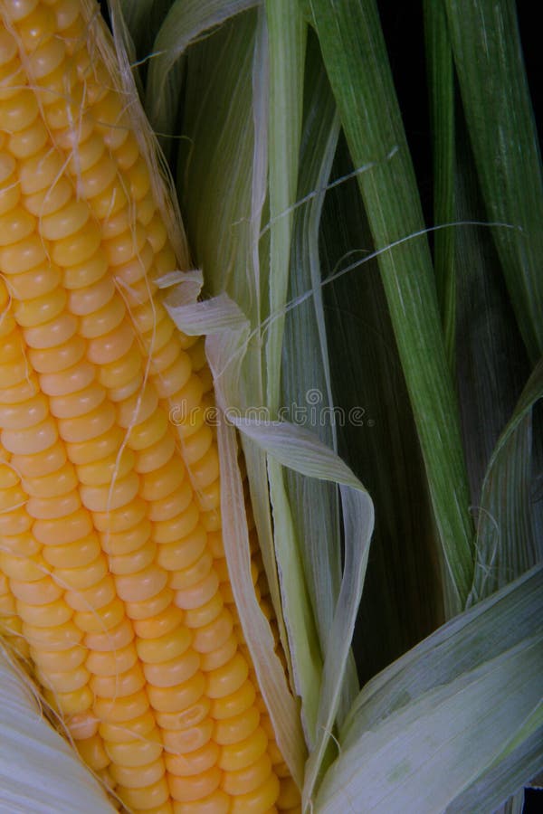 View a Full Corn with Skin Marked by Large Yellow Grains with a Black ...