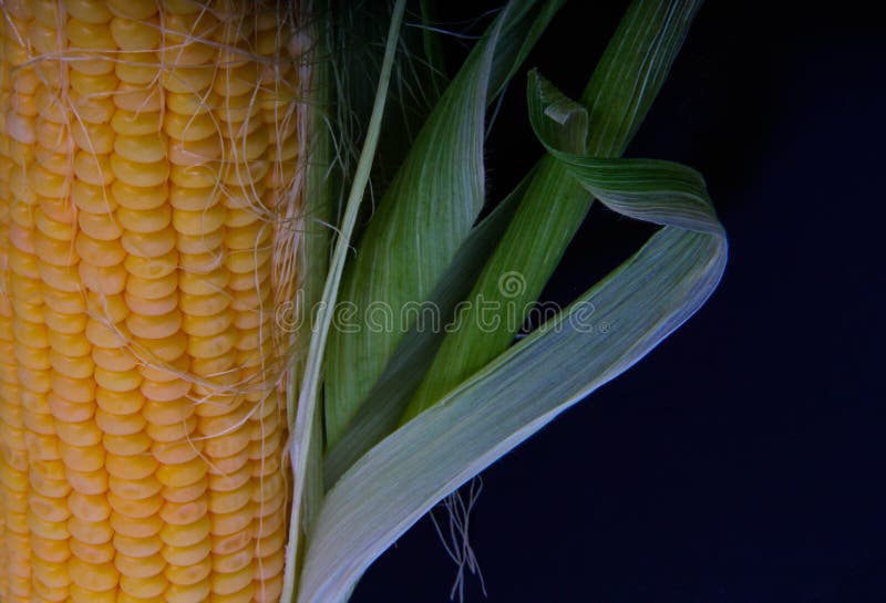 View a Full Corn with Skin Marked by Large Yellow Grains with a Black ...
