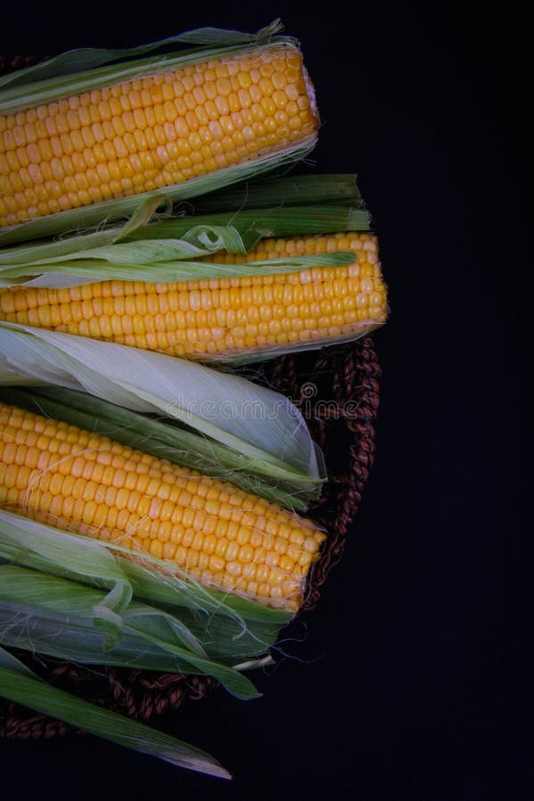 View a Full Corn with Skin Marked by Large Yellow Grains with a Black ...