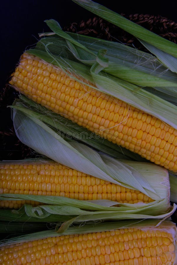 View a Full Corn with Skin Marked by Large Yellow Grains with a Black ...