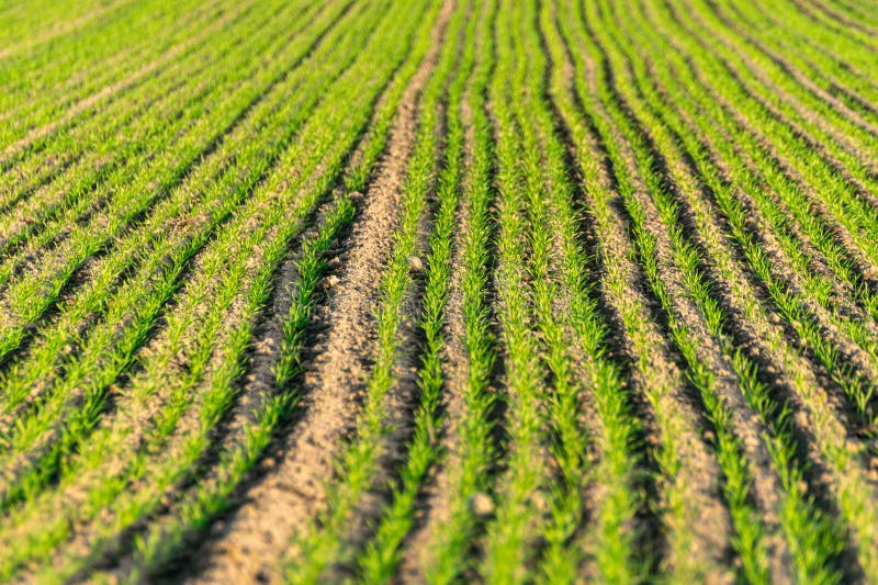 View of the Furrows in the Ground of a Sprouting Rye Plantation Stock ...