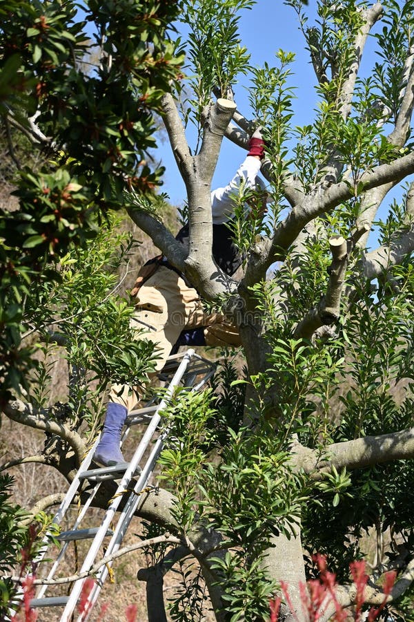 A Gadener Pruning the Bayberry Tree in the Park. Stock Image - Image of ...