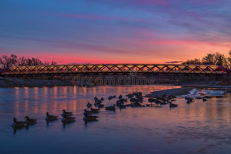 Geese Under the Peace Bridge Editorial Photo - Image of colourful ...