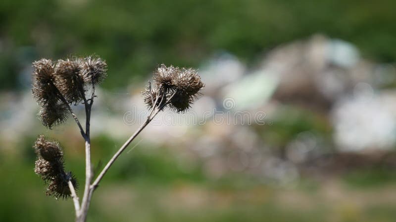 View of Garbage in Grass through Rappee Stock Photo - Image of dirt ...
