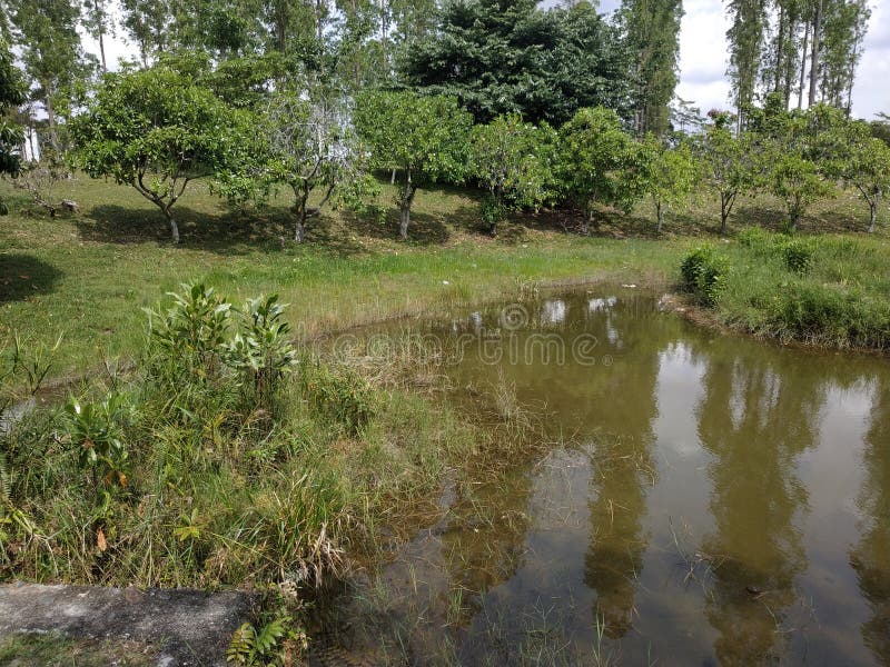 The View in the Garden in the Morning Stock Image - Image of bayou ...
