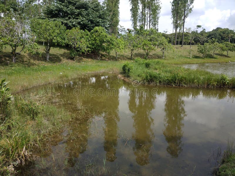 The View in the Garden in the Morning Stock Photo - Image of wetland ...