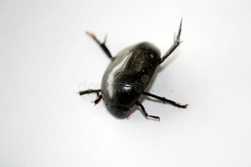 View of Giant Black Water Beetle (Hydrophilus Triangularis) from the ...