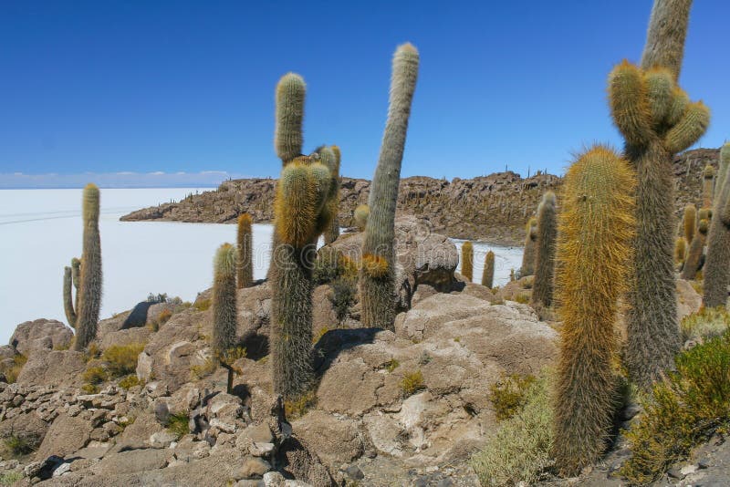 A View of the Giant Cactus in Salar De Uyuni, Boliwia Landscape Stock ...