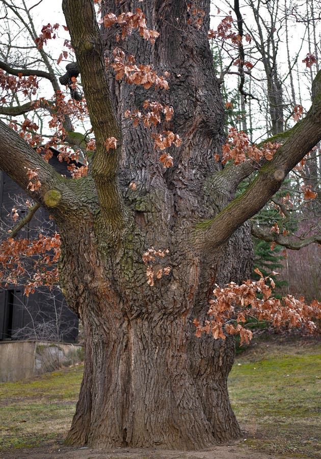 Giant Trunk of an Old Oak Tree Stock Image - Image of angle, nature ...