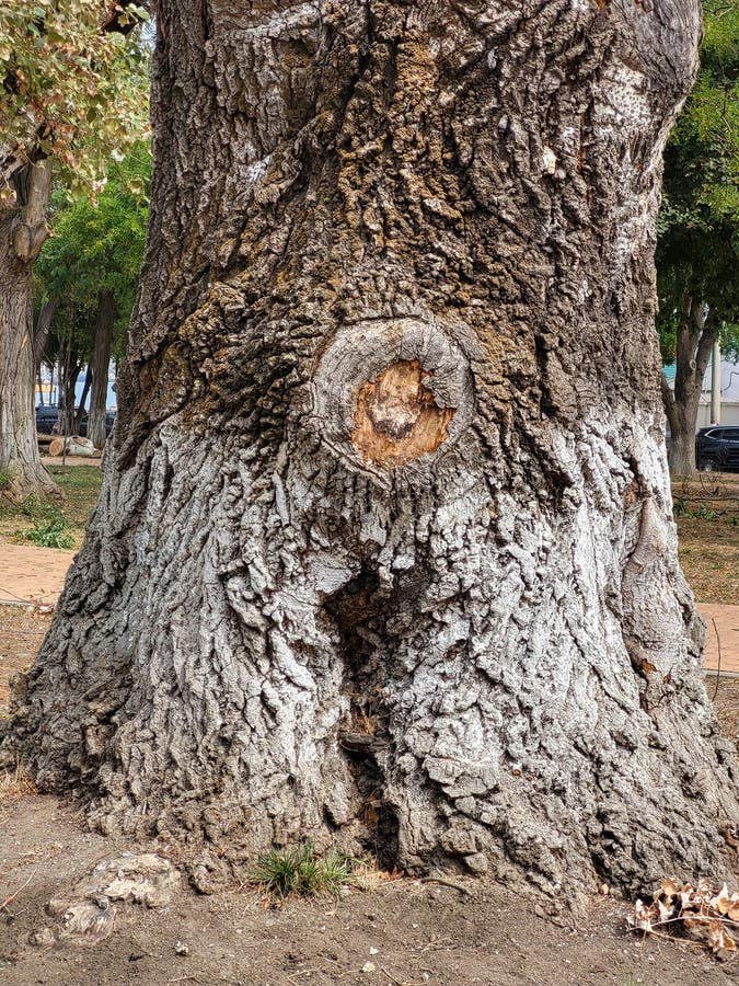A View of a Gnarled Tree Trunk with a Deep Bark Texture, Hollow, in a ...