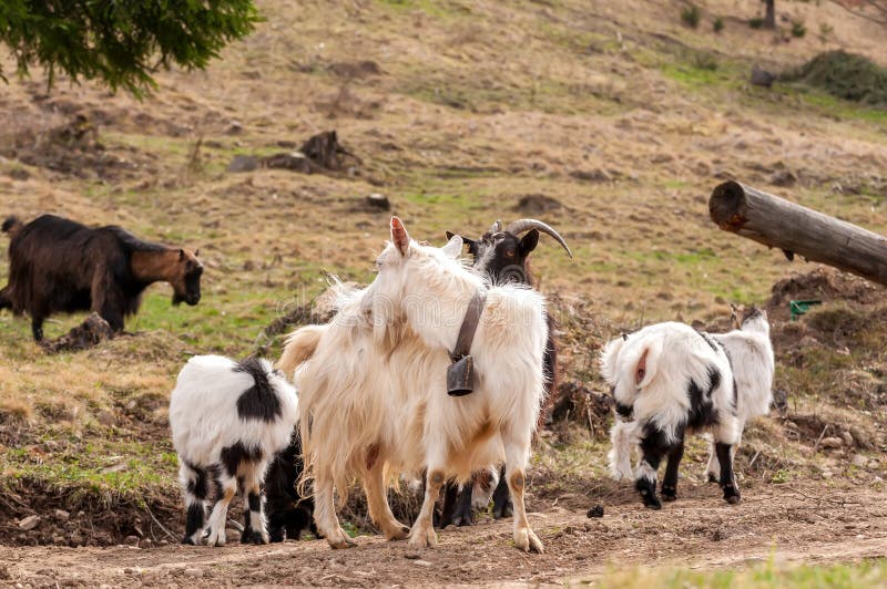 Kid goat in flock stock image. Image of fauna, grass - 31793185