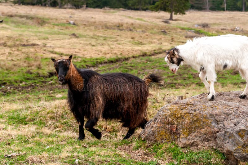 Goat flock stock photo. Image of horn, goat, summer, flock - 10753066