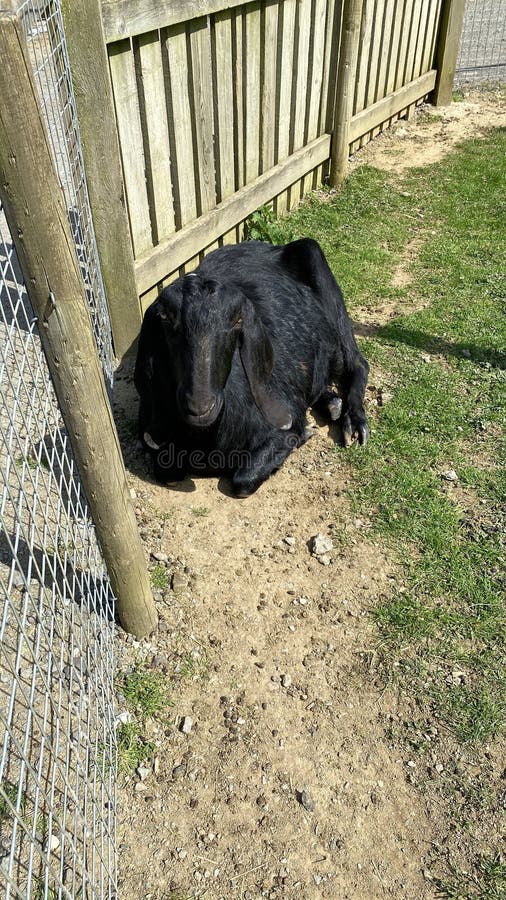 A view of a Goat stock photo. Image of goat, groundsome - 261789400