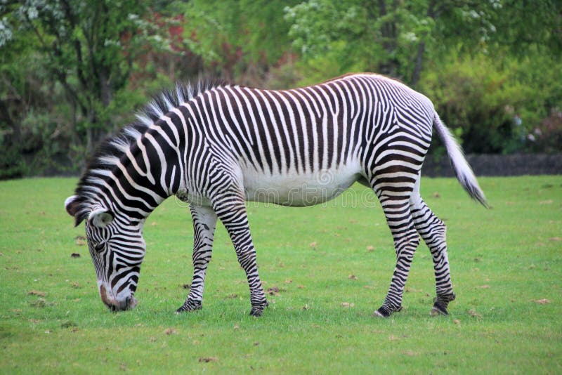 A view of a Goat stock photo. Image of zebra, ground - 261787656