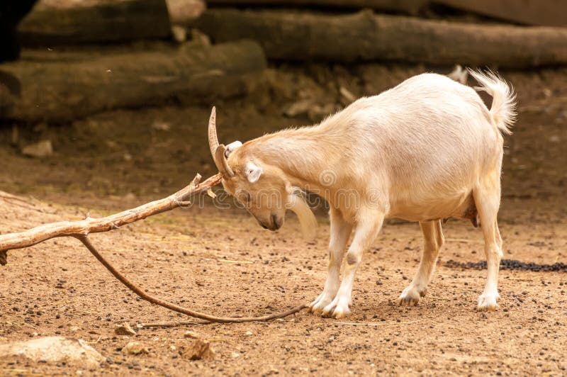Goat Scratching His Own Back with Horns Stock Photo - Image of scratch ...