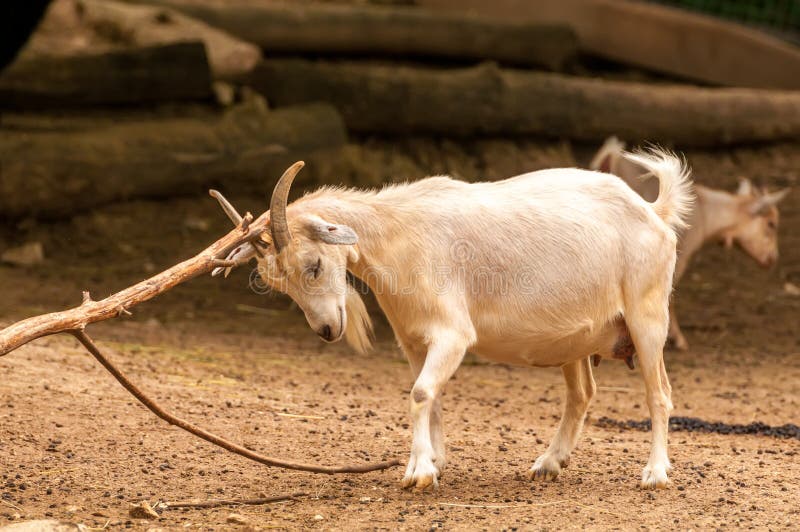 105 Goat Scratch Stock Photos - Free & Royalty-Free Stock Photos from ...